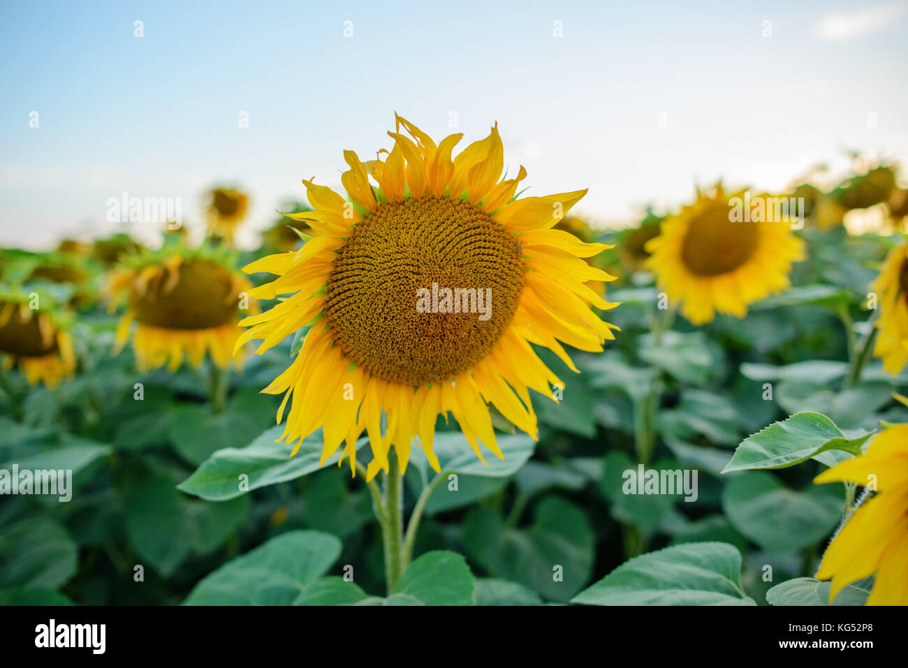 A plantation of beautiful yellow-green sunflowers after sunset at ...