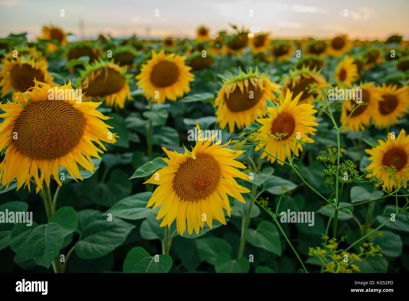 A plantation of beautiful yellow-green sunflowers after sunset at ...