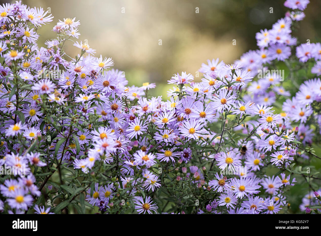 Asters autumn hi-res stock photography and images - Alamy