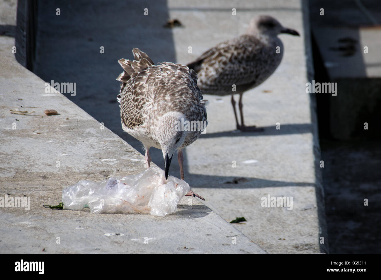Seagull picking up discarded plastic litter bag Stock Photo - Alamy