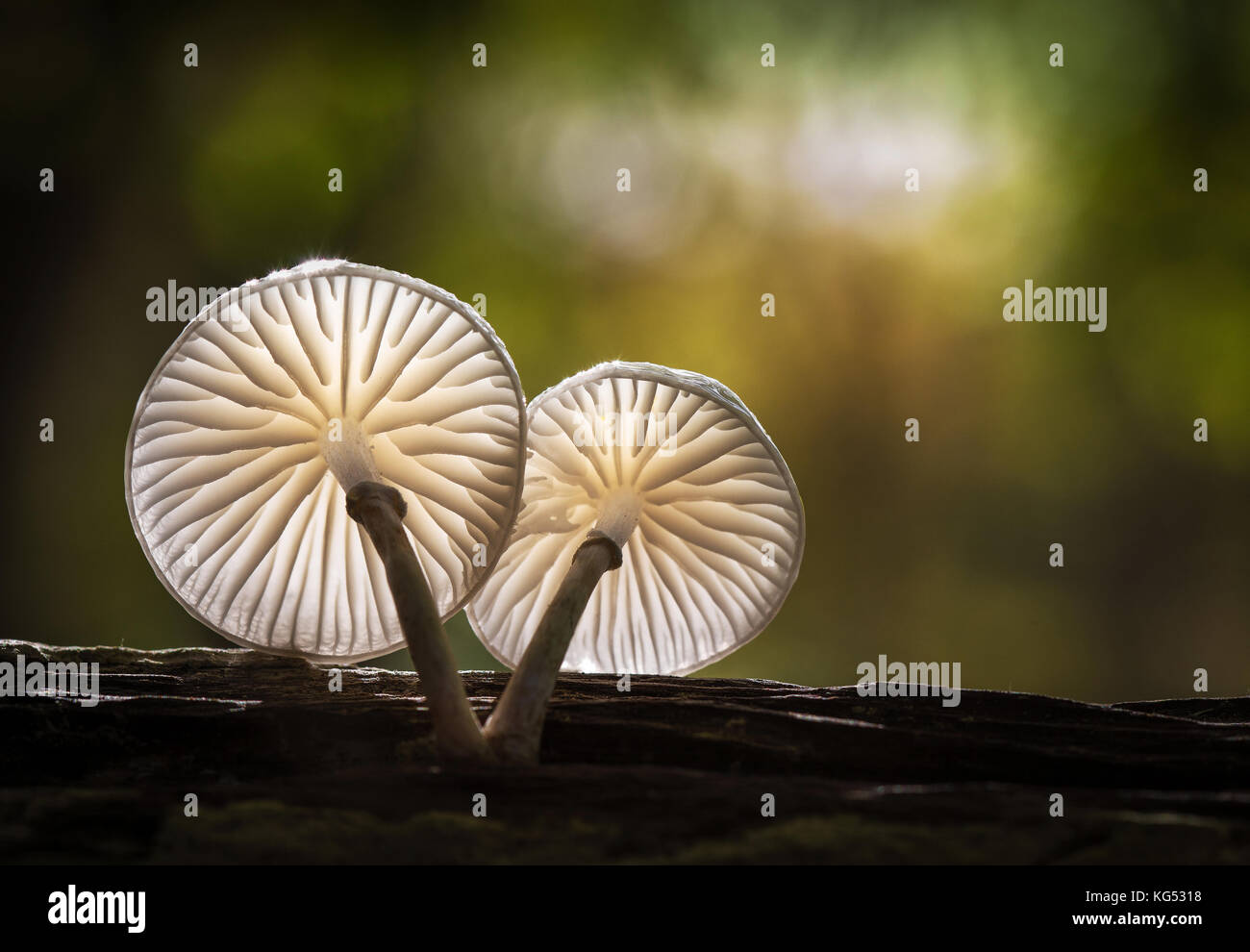 Porcelain fungus Oudemansiella mucida growing on rotting beech log in ...