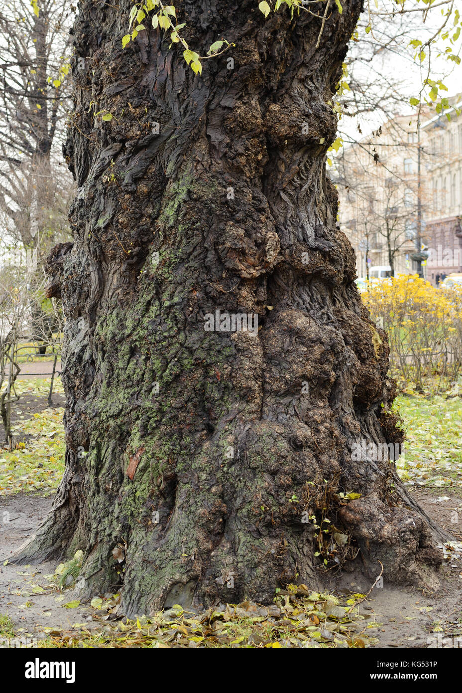 A tree on a city street a very old and him many years Stock Photo - Alamy