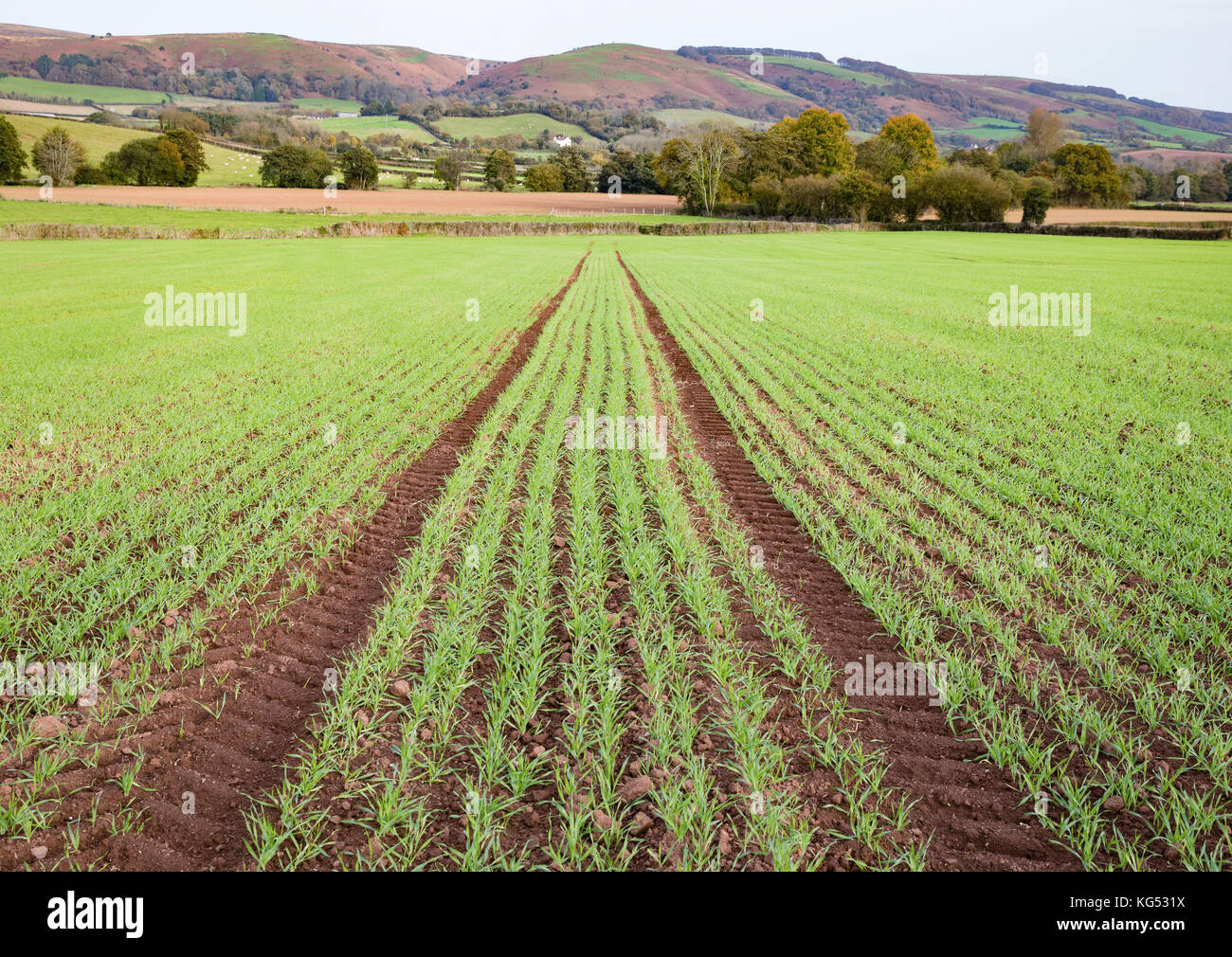 Field of winter wheat at the foot of the Quantock Hills in Somerset UK ...