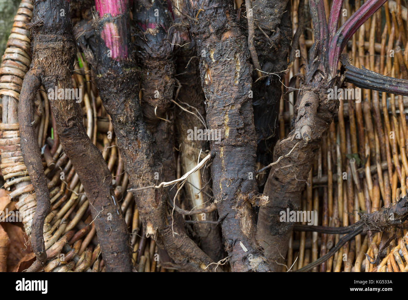 Gobo roots hi-res stock photography and images - Alamy