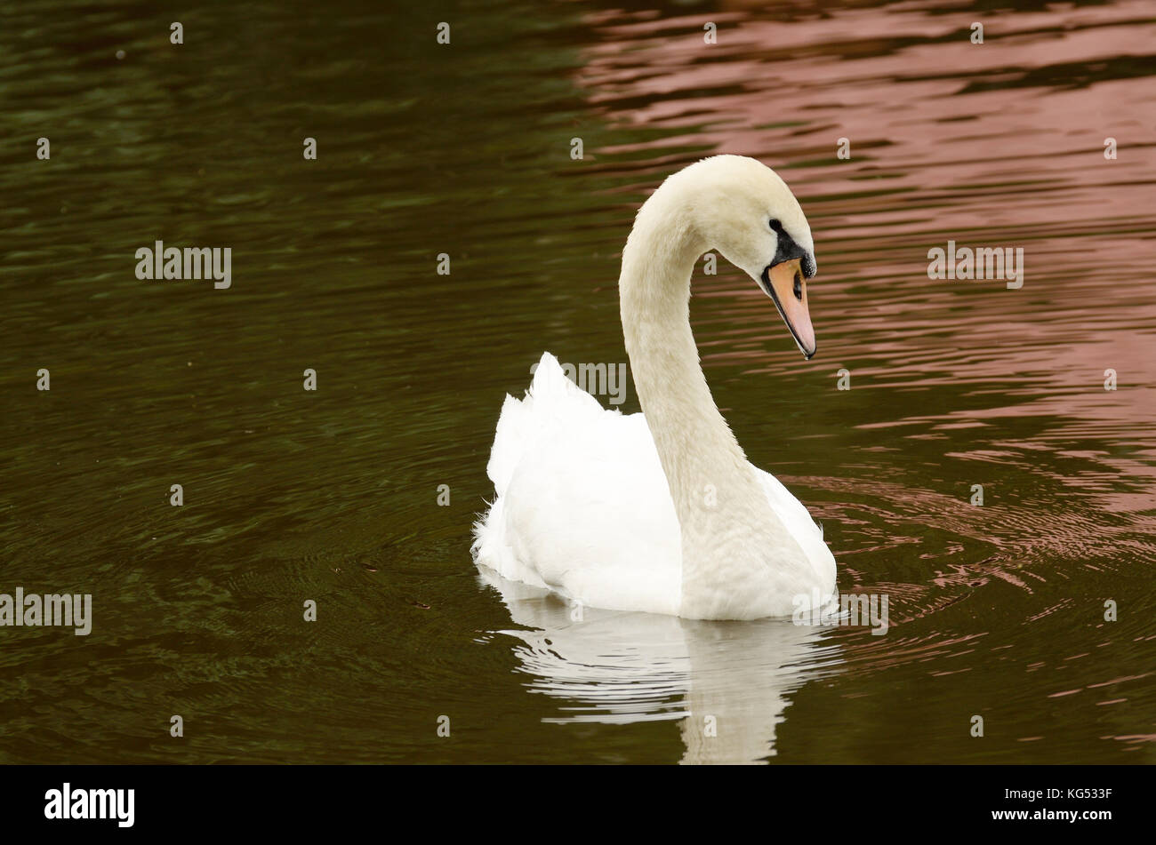 Swan is an elegant bird.It floats on the water in the lake Stock Photo ...