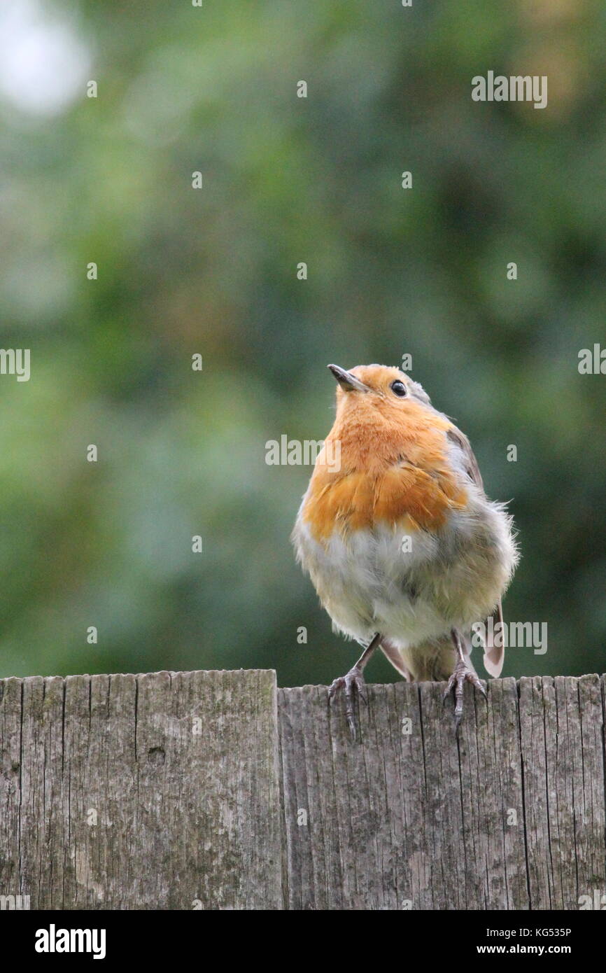 Female robin redbreast hi-res stock photography and images - Alamy