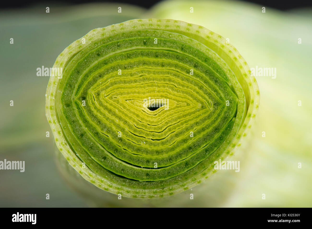 Section through the stem, leaf sheath, of a leek plant, Allium ...