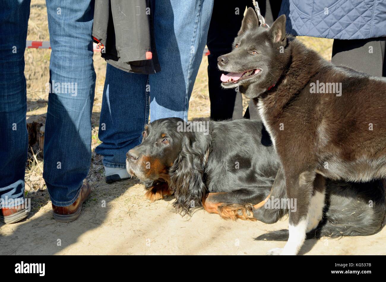 Lai dog hi-res stock photography and images - Alamy