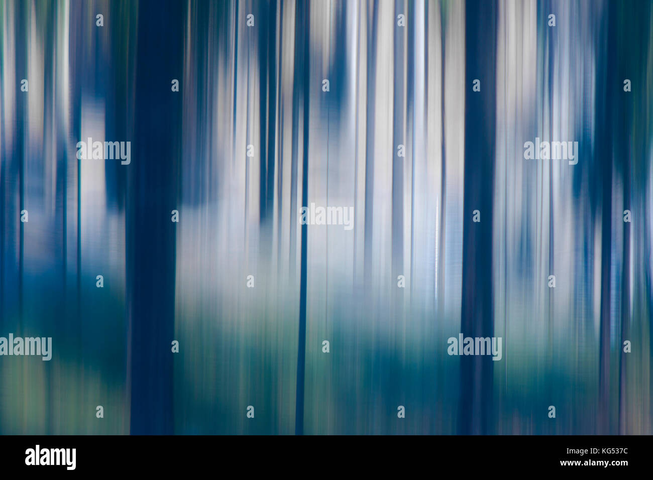 Blurry soft and smooth tree trunks in the forest , landscape dreamlike ...