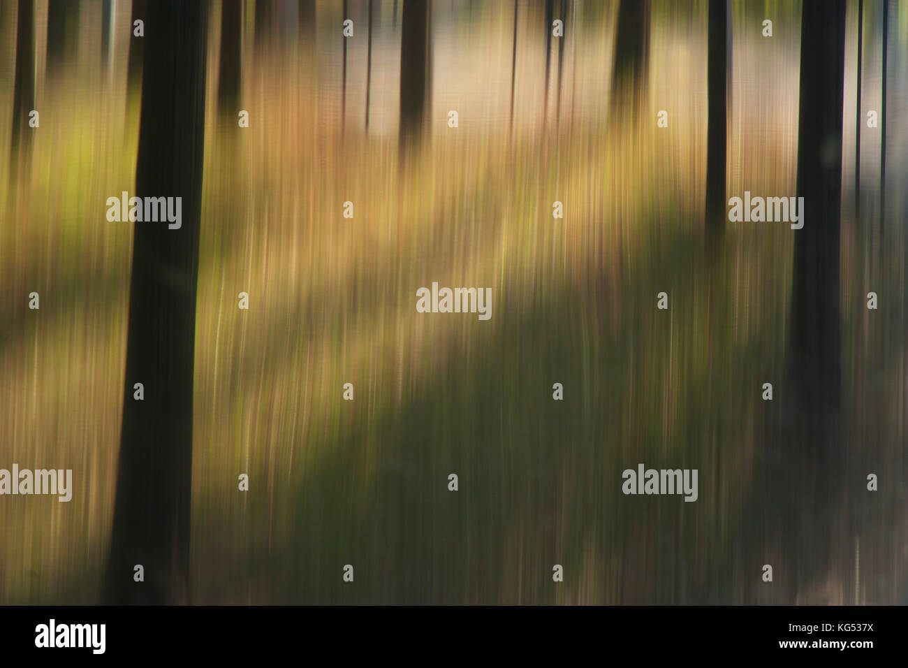 Blurry soft and smooth tree trunks in the forest , landscape dreamlike ...