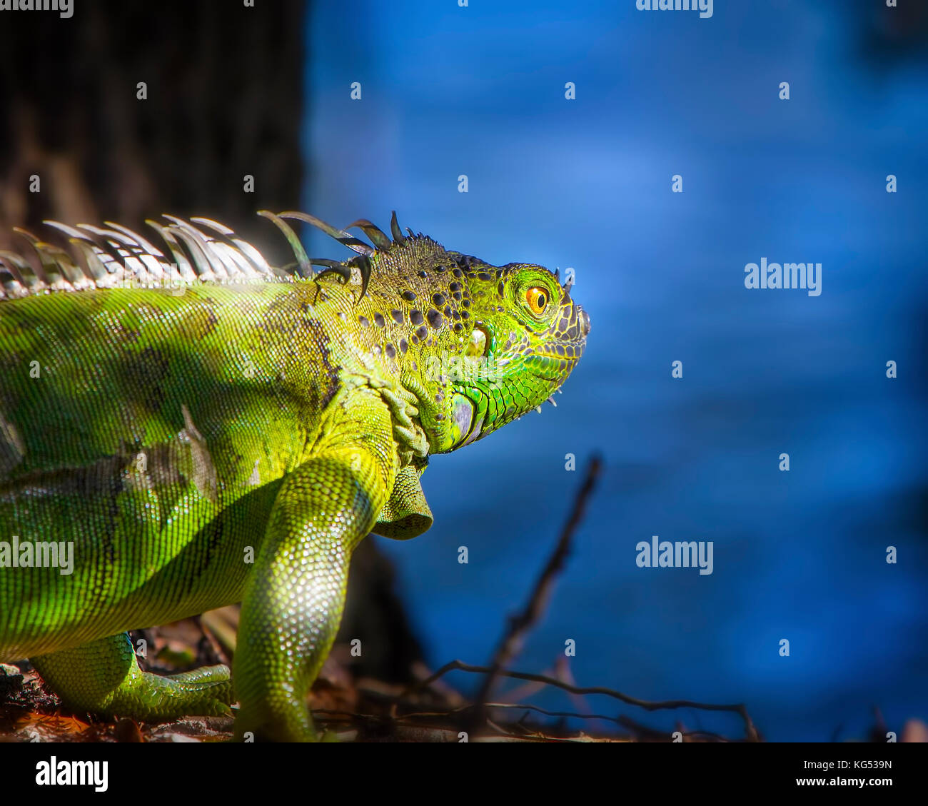 Florida iguana hi-res stock photography and images - Alamy