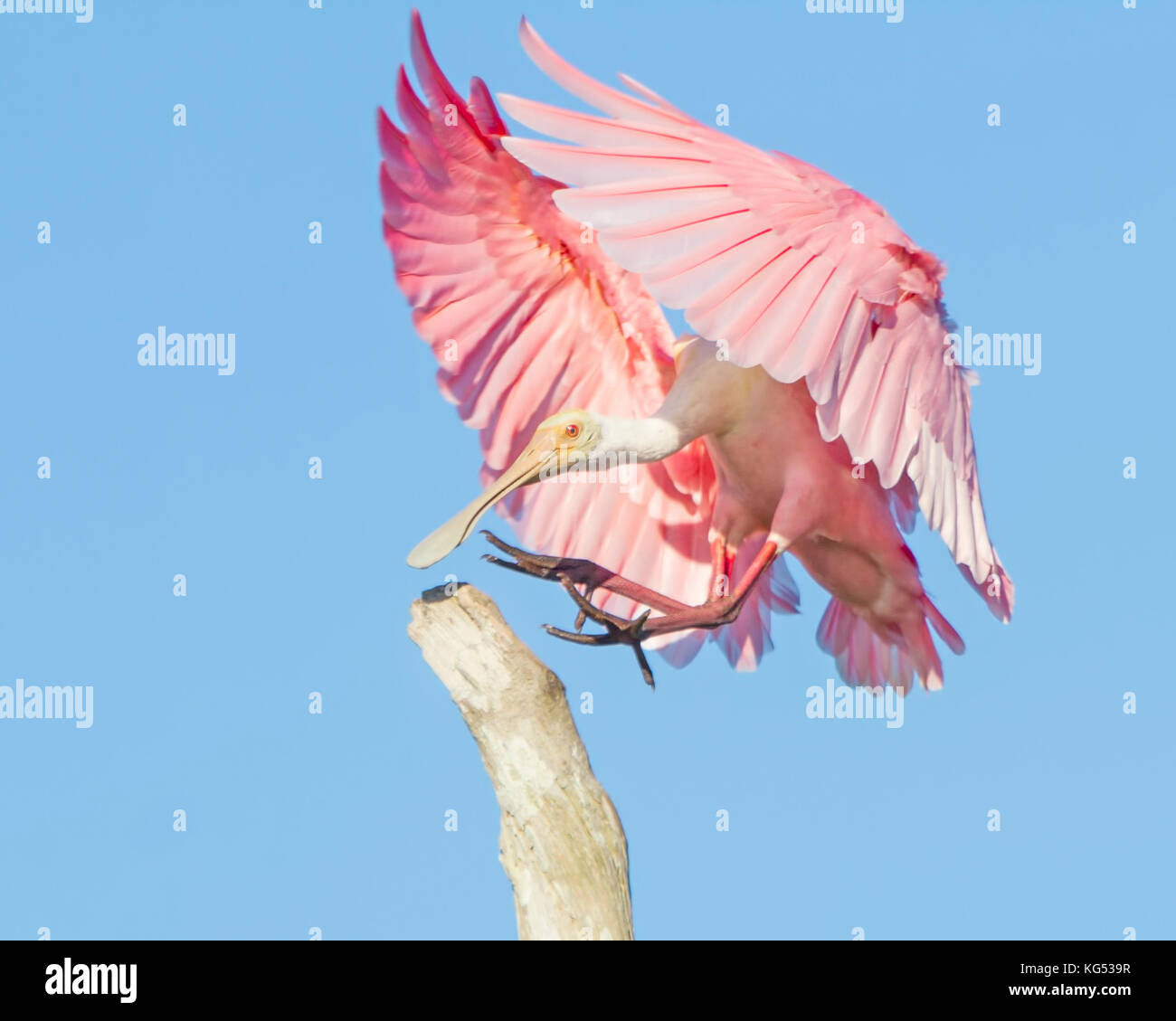 A Roseate Spoonbill comes in for a picture perfect landing in the ...