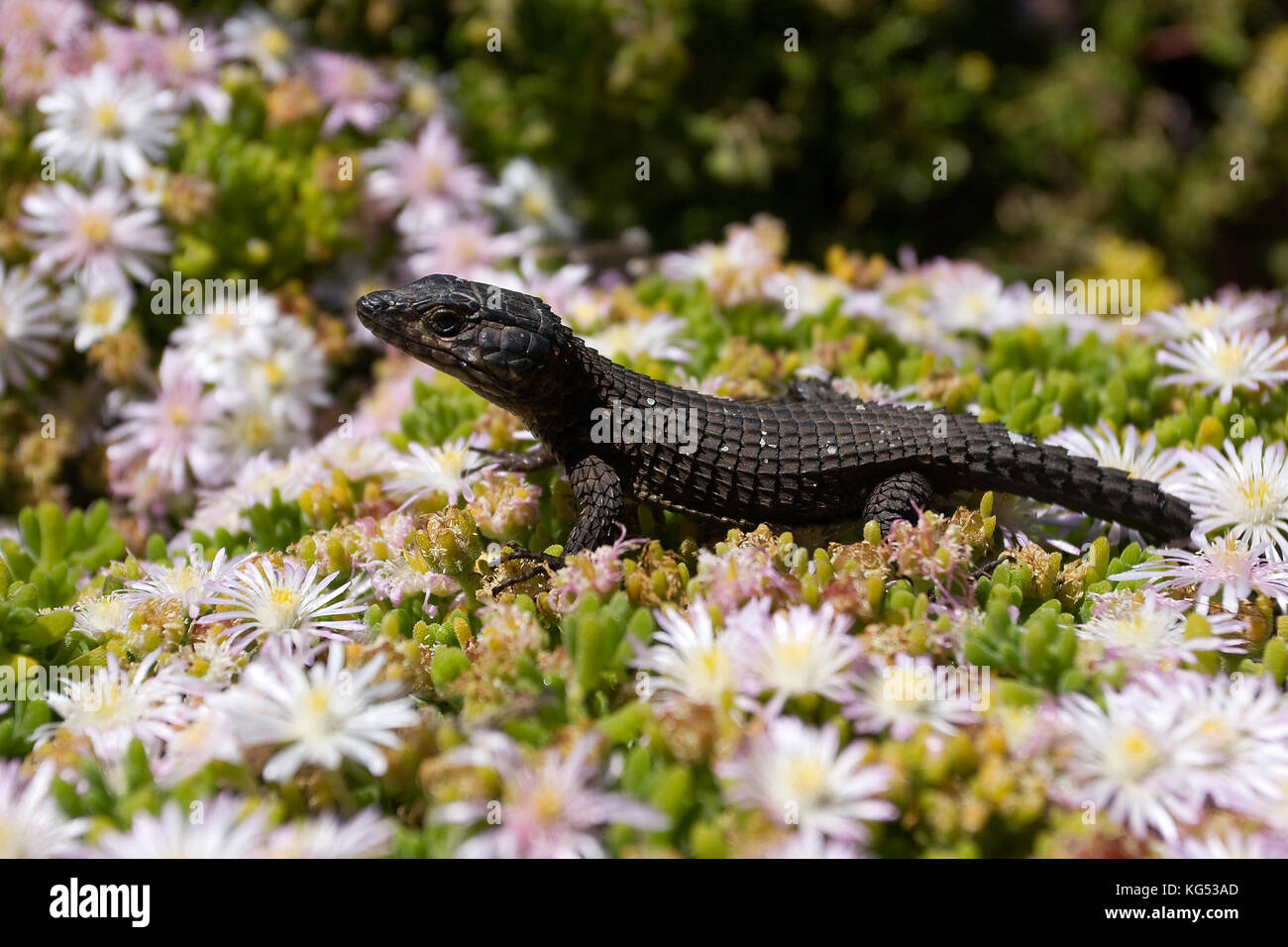 Reptiles of western cape hi-res stock photography and images - Alamy