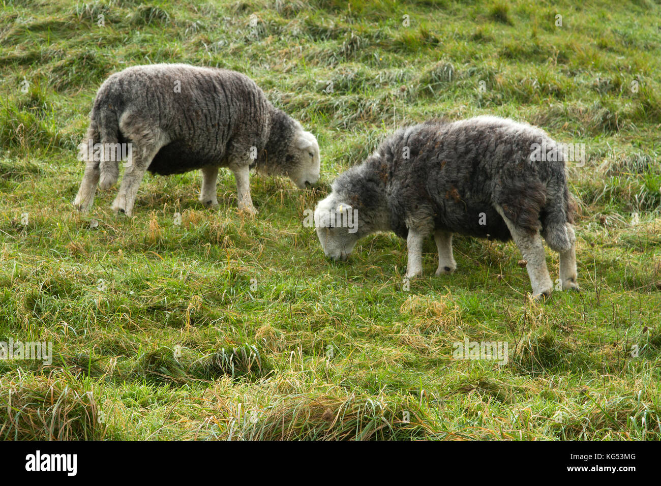 Herdwick Sheep grazing on site of Corfe Castle Stock Photo - Alamy