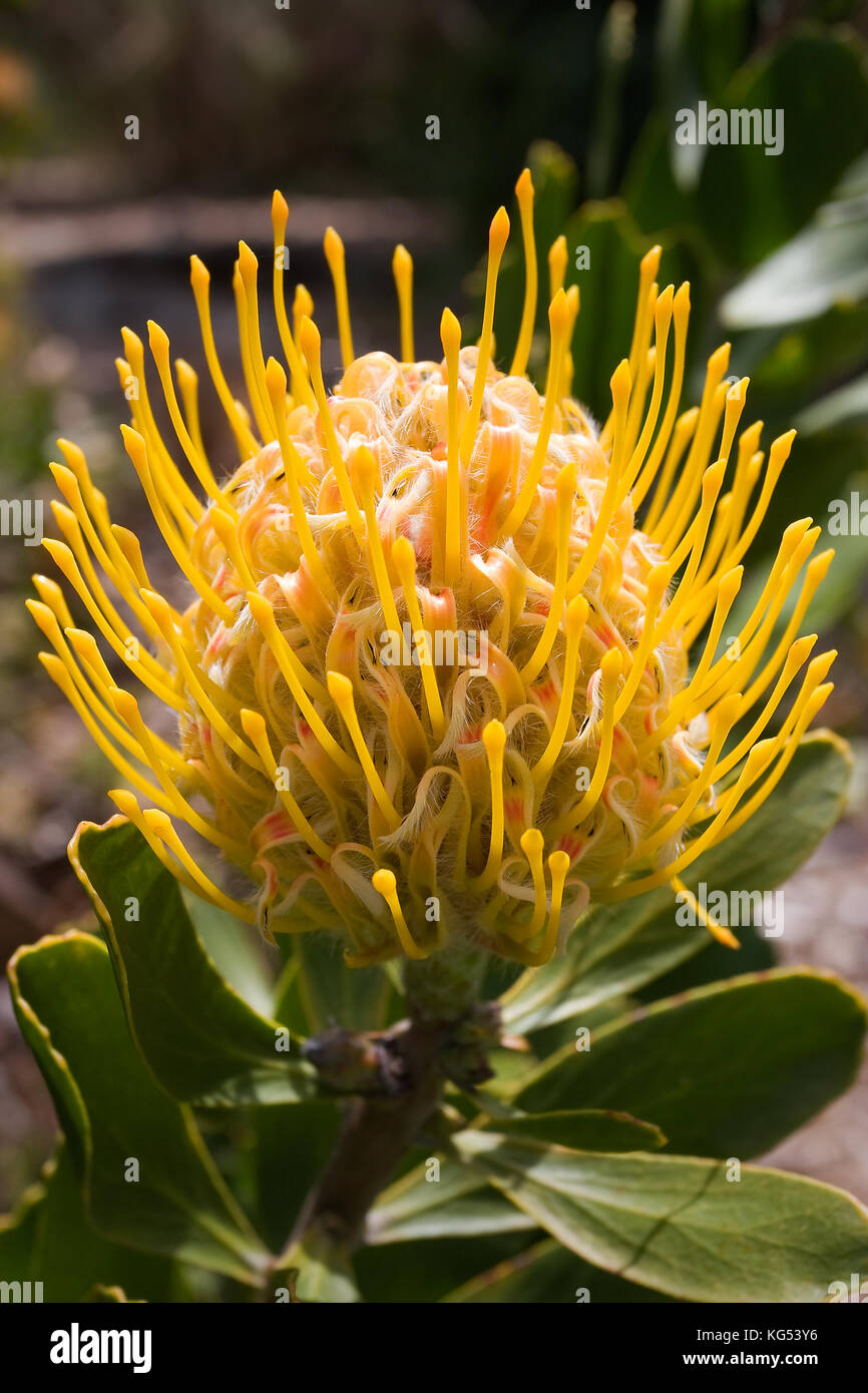 Proteaceae family hi-res stock photography and images - Alamy