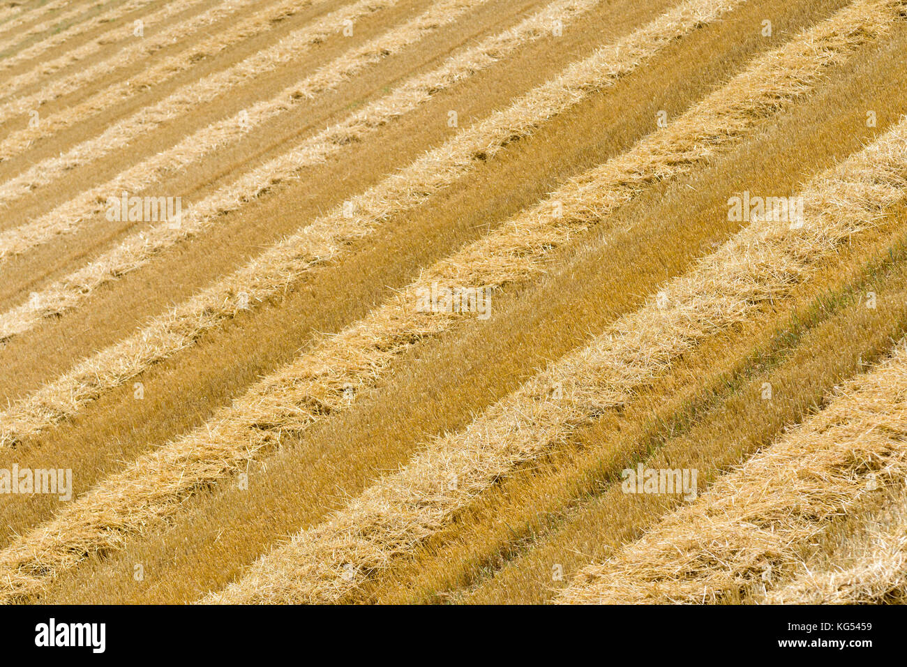 Harvested wheat field with rows of straw Stock Photo - Alamy