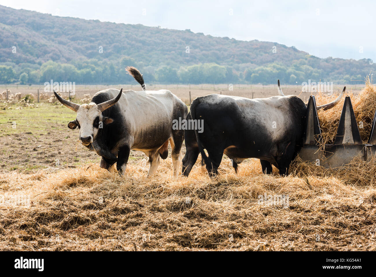 Maremma cattle hi-res stock photography and images - Alamy