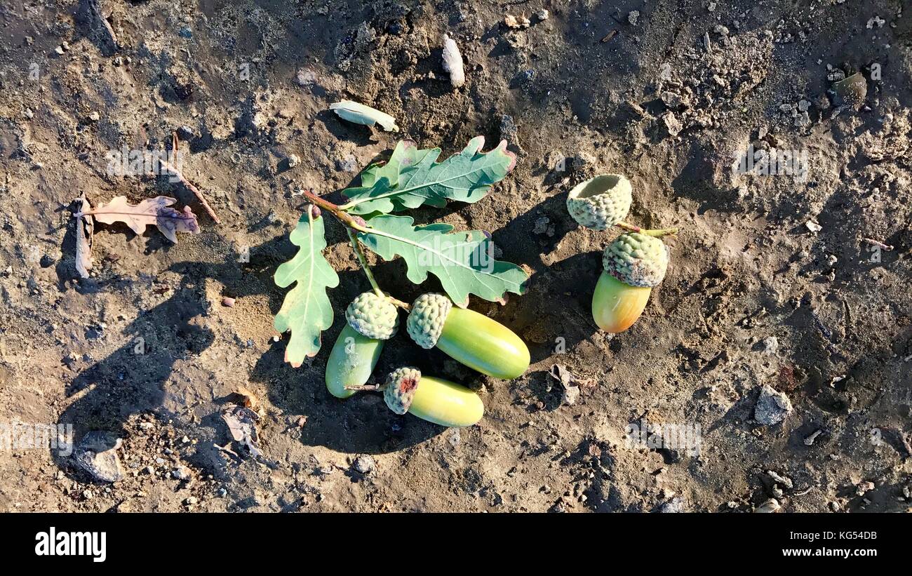 Acorns in the light of the autumn sun Stock Photo - Alamy