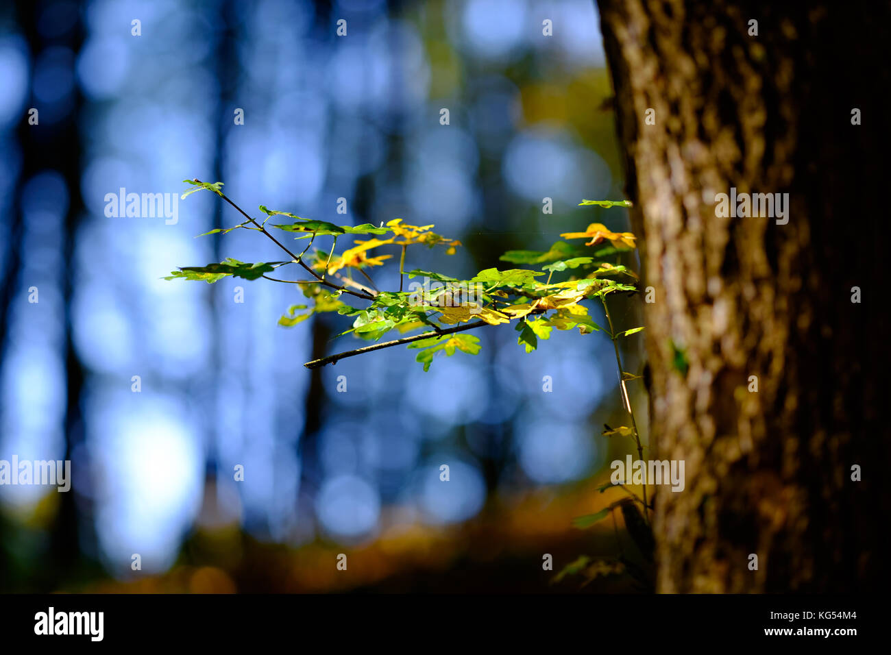 Colorful autumn oak leaves with blurred background Stock Photo - Alamy Colorful autumn oak leaves with blurred background Stock Photo - Alamy