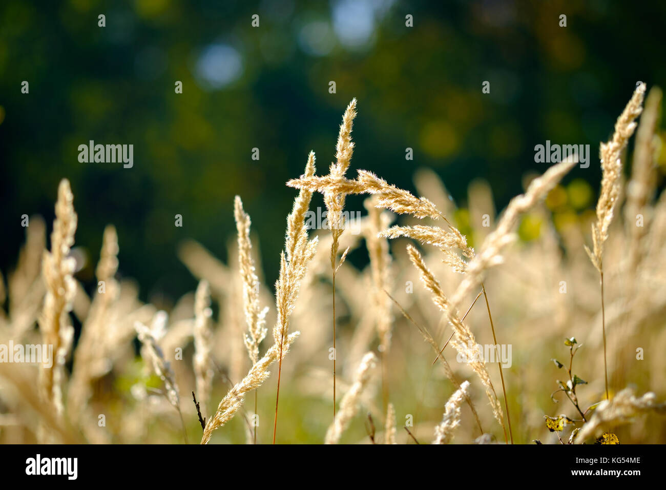 Close up of single grass stal Stock Photo - Alamy