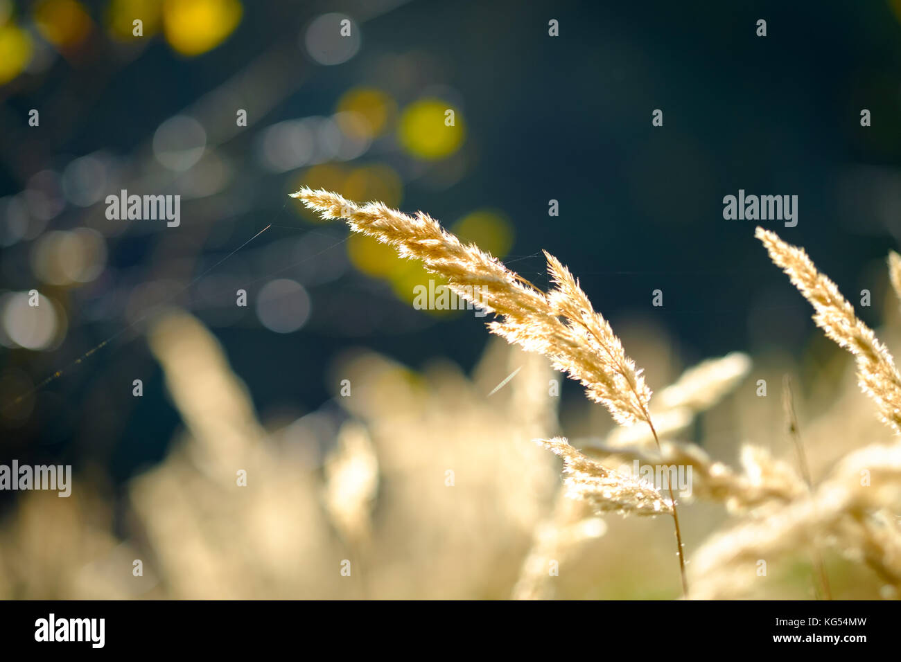 Close up of single grass stal Stock Photo - Alamy