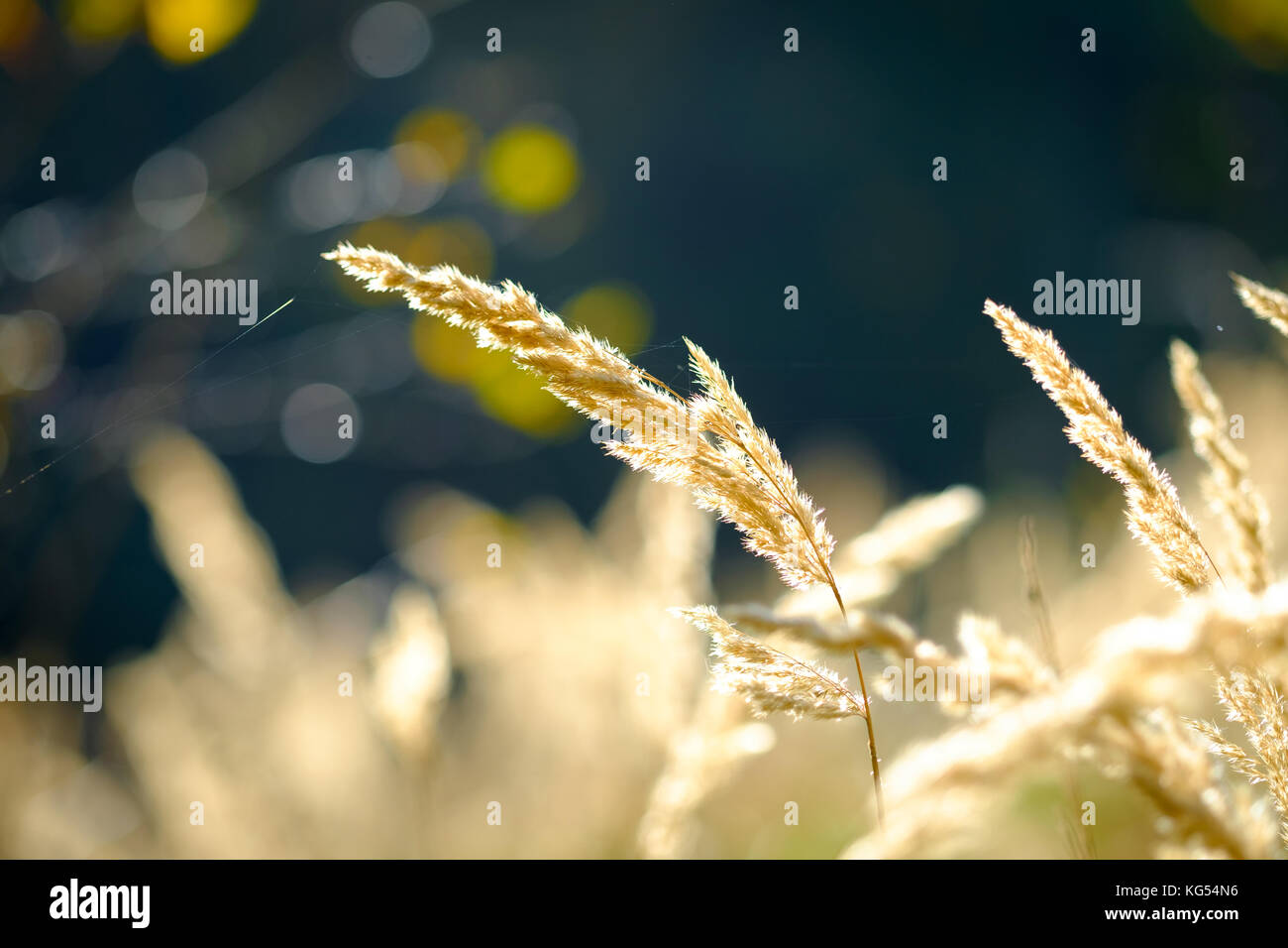 Close up of single grass stal Stock Photo - Alamy