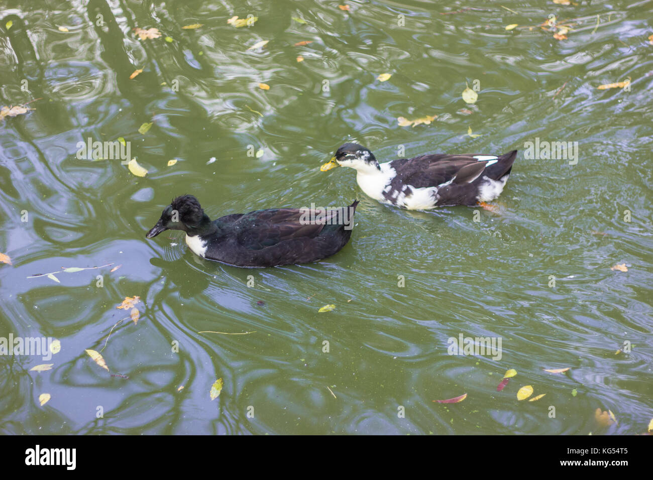 Swimming ducks in river bridge hi-res stock photography and images - Alamy