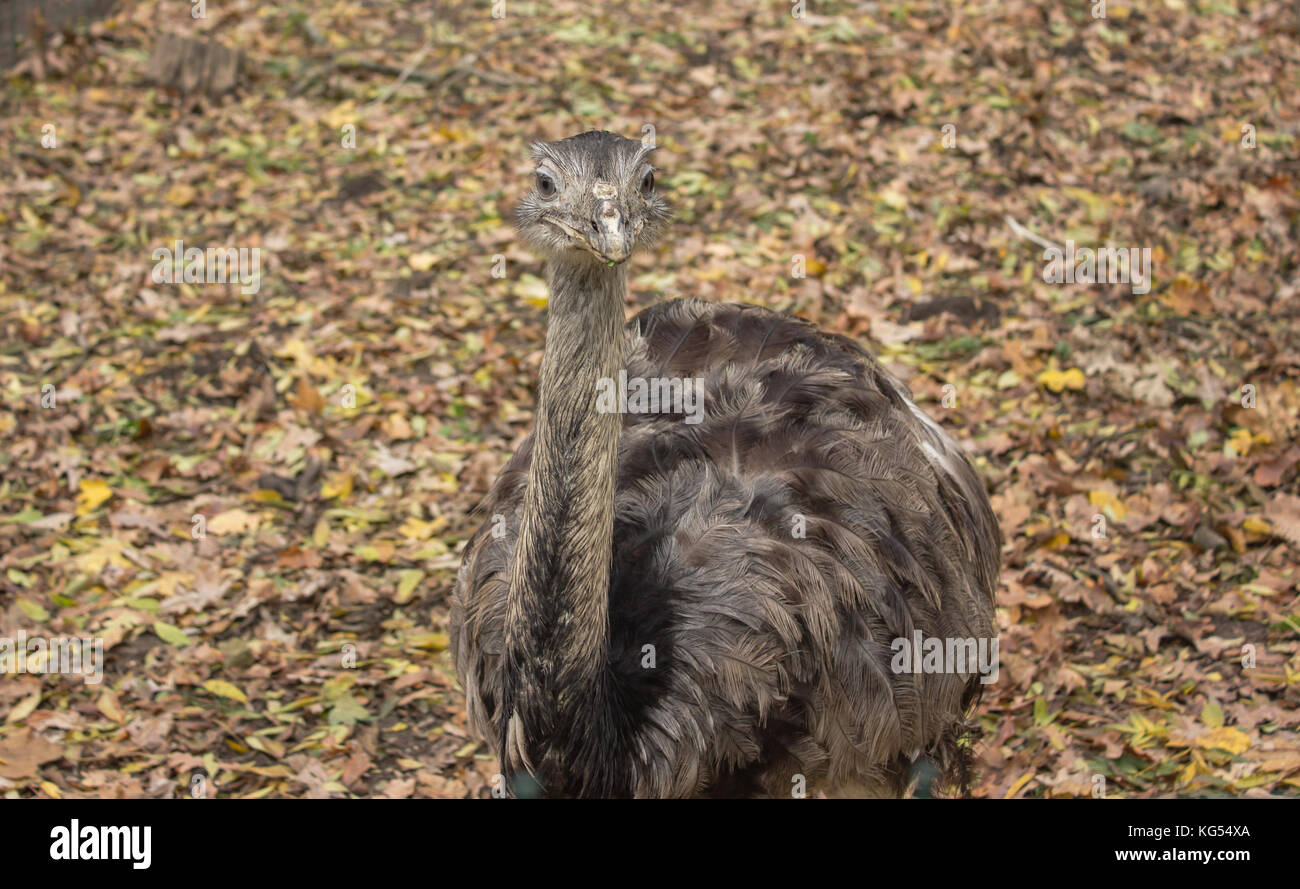 muzzle of black, grey ostrich emu in autumn on the ground muzzle close ...