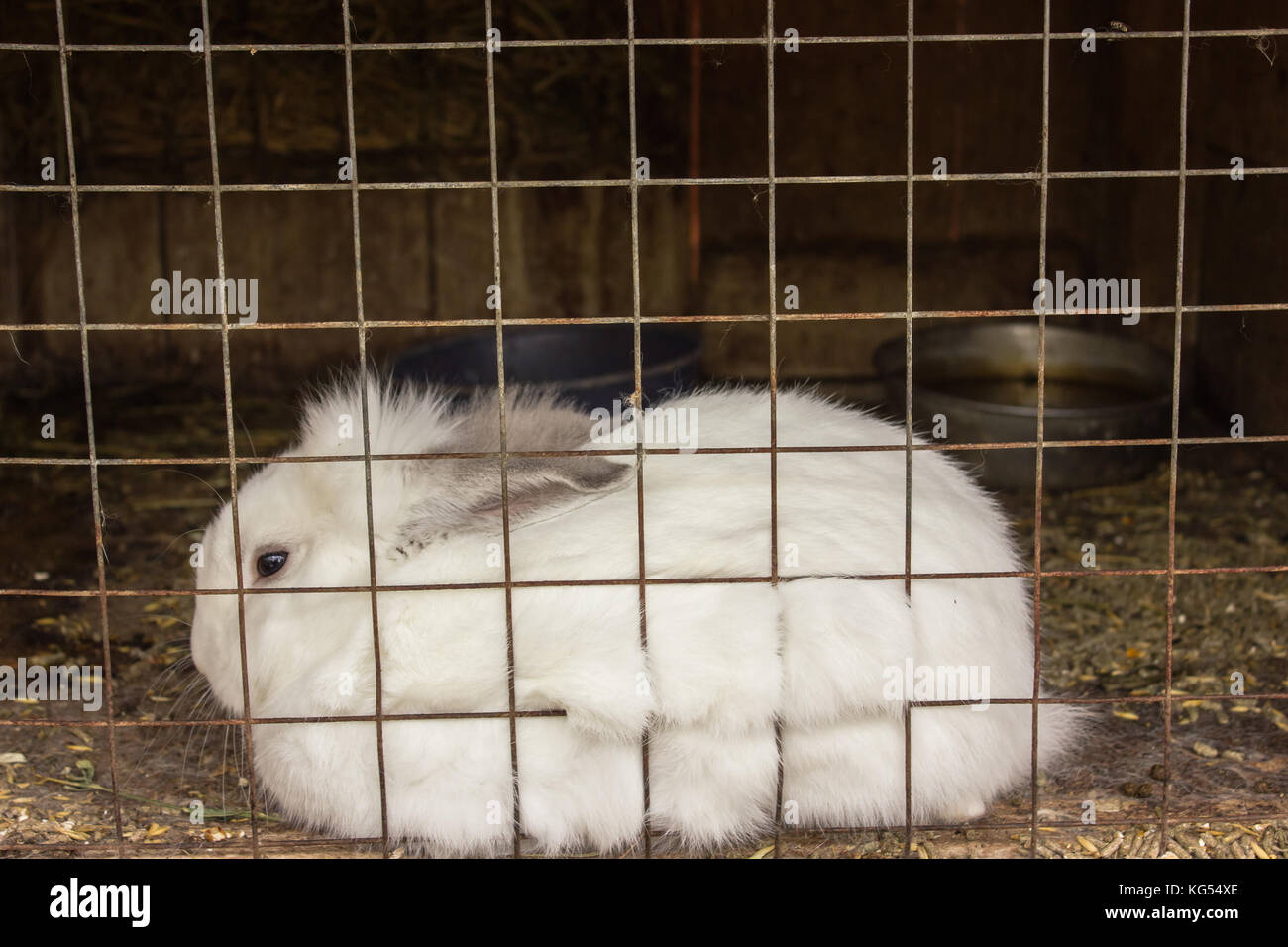 big white rabbit rabbit in a square cage Stock Photo - Alamy