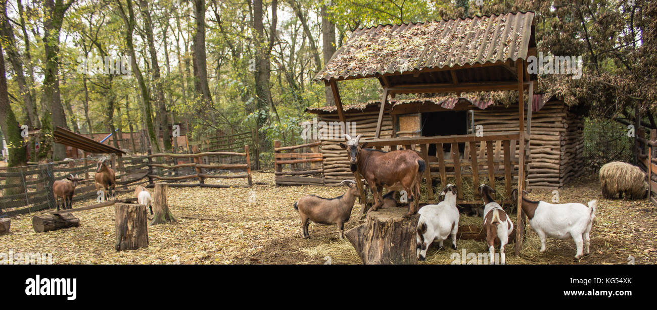 a herd of goats in a pen with a leader the rest goats eat, goats of ...