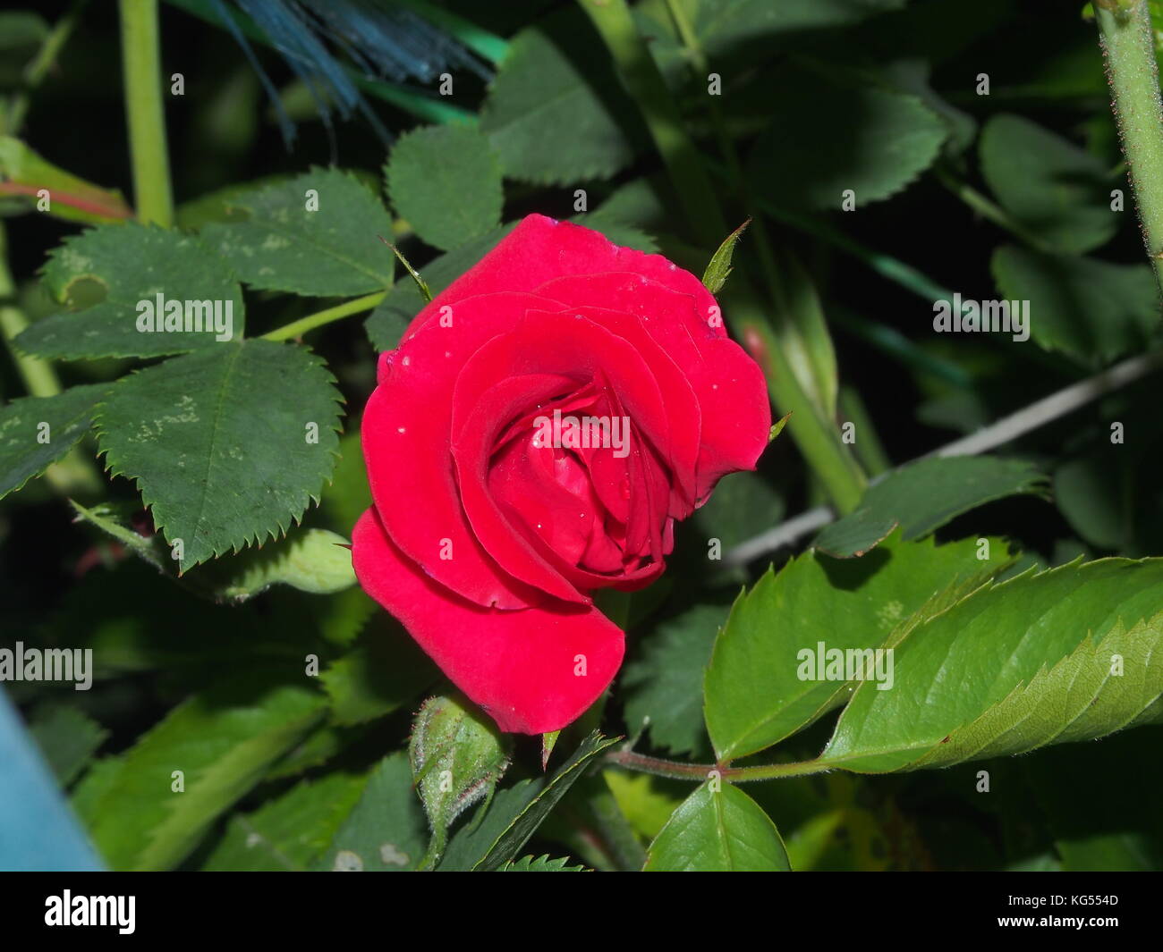 Blossoming Bud of a red rose. Decorative flower. Close-up Stock Photo ...