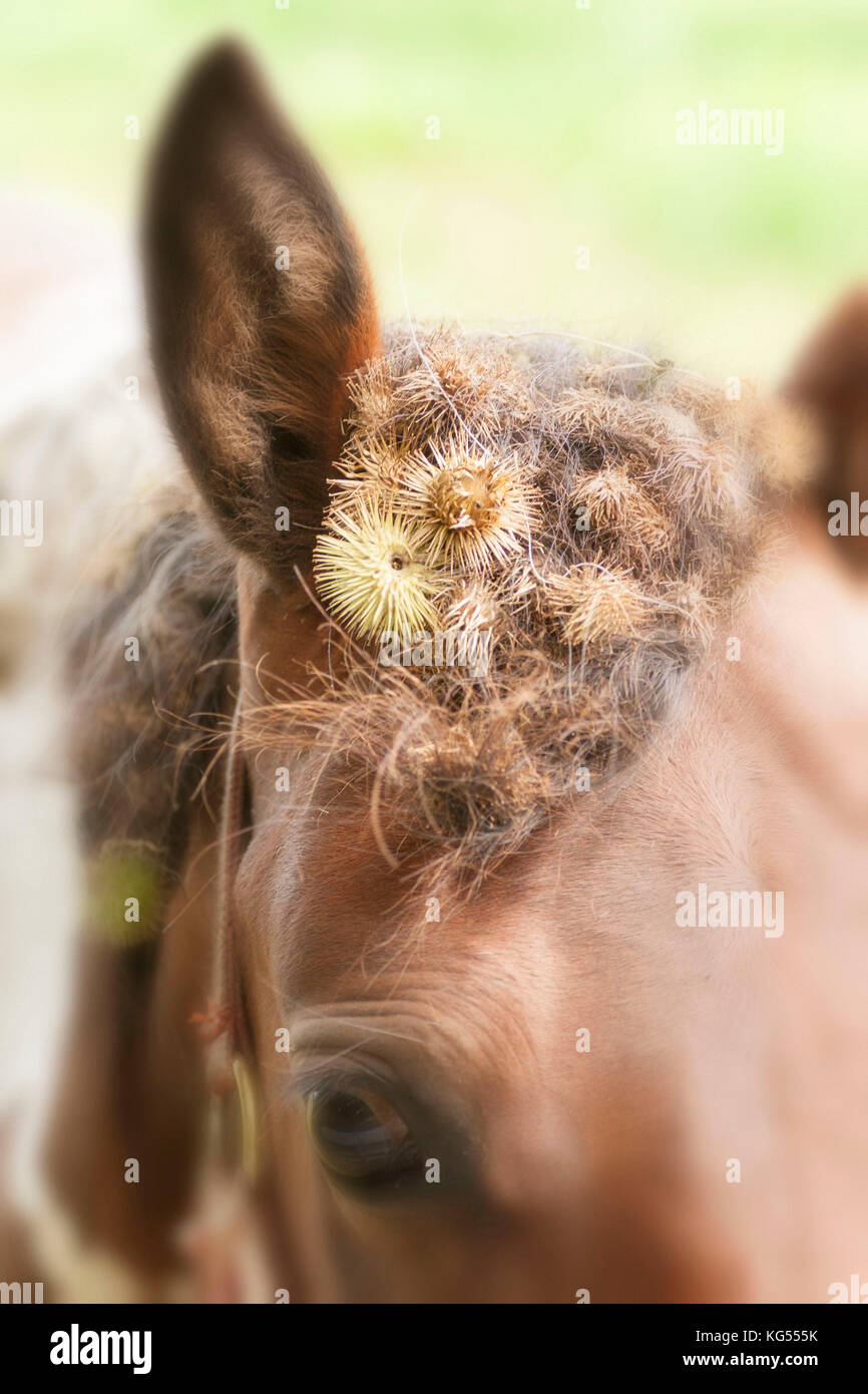 Matted grasses hi-res stock photography and images - Alamy