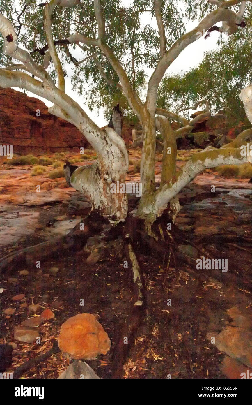 Kings canyon rim landscape, Outback, Australia Stock Photo - Alamy