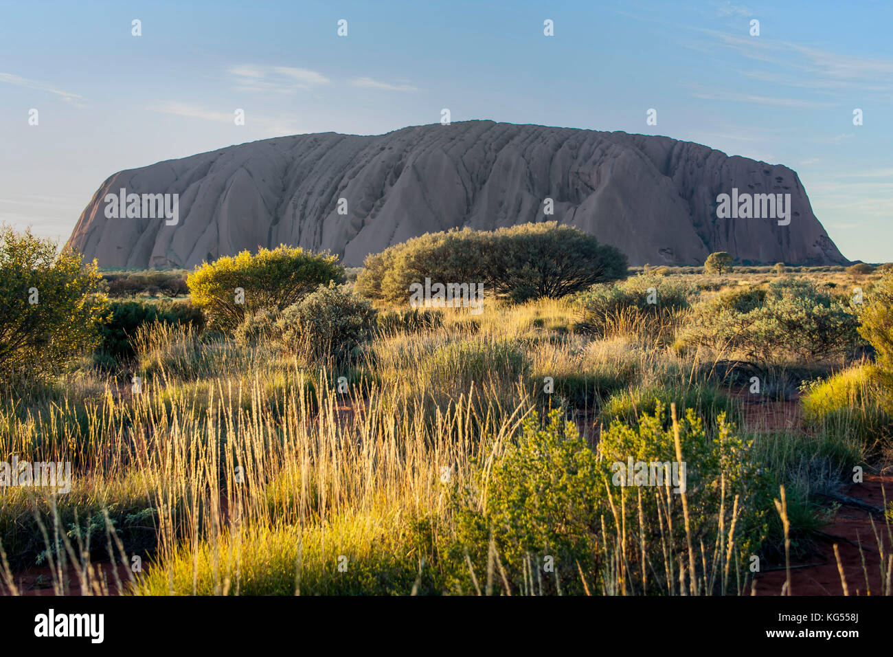 Ayres rock (Uluru) with foreground vegetation Stock Photo - Alamy