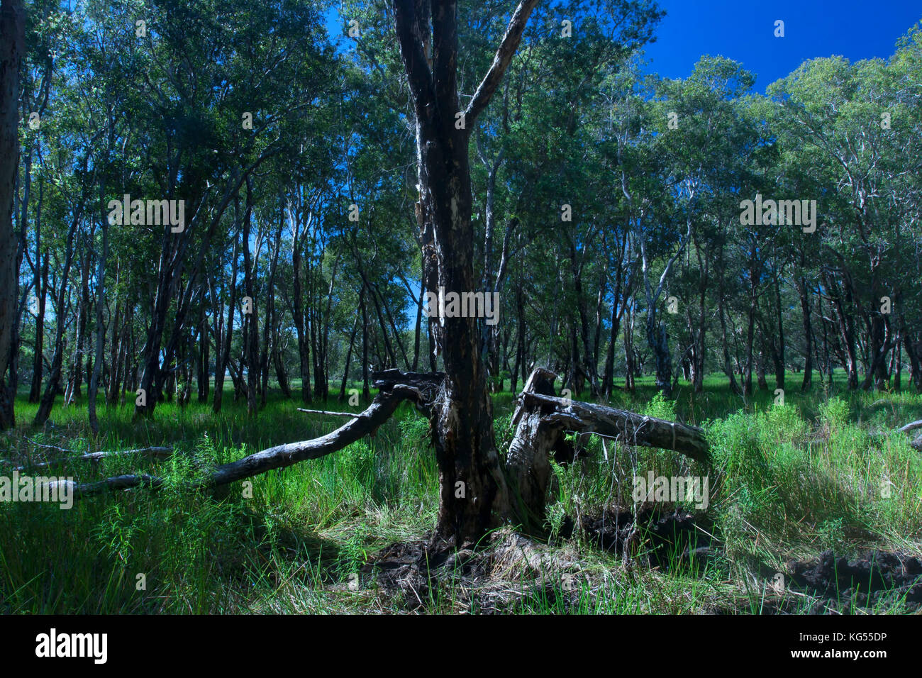 Burnt tree in grassland with vivid blue sky, Australia Stock Photo - Alamy