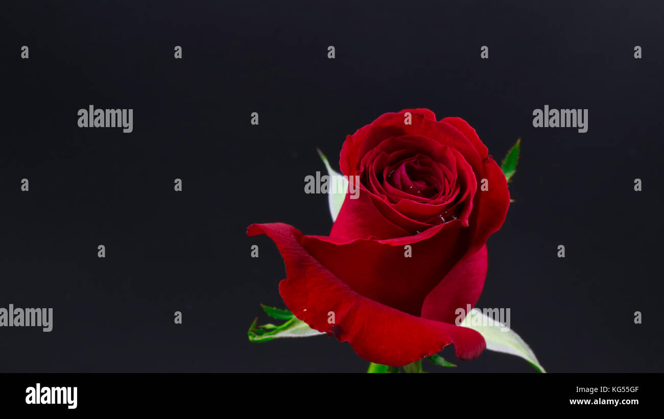 Pretty Dark red rose on black background Stock Photo - Alamy