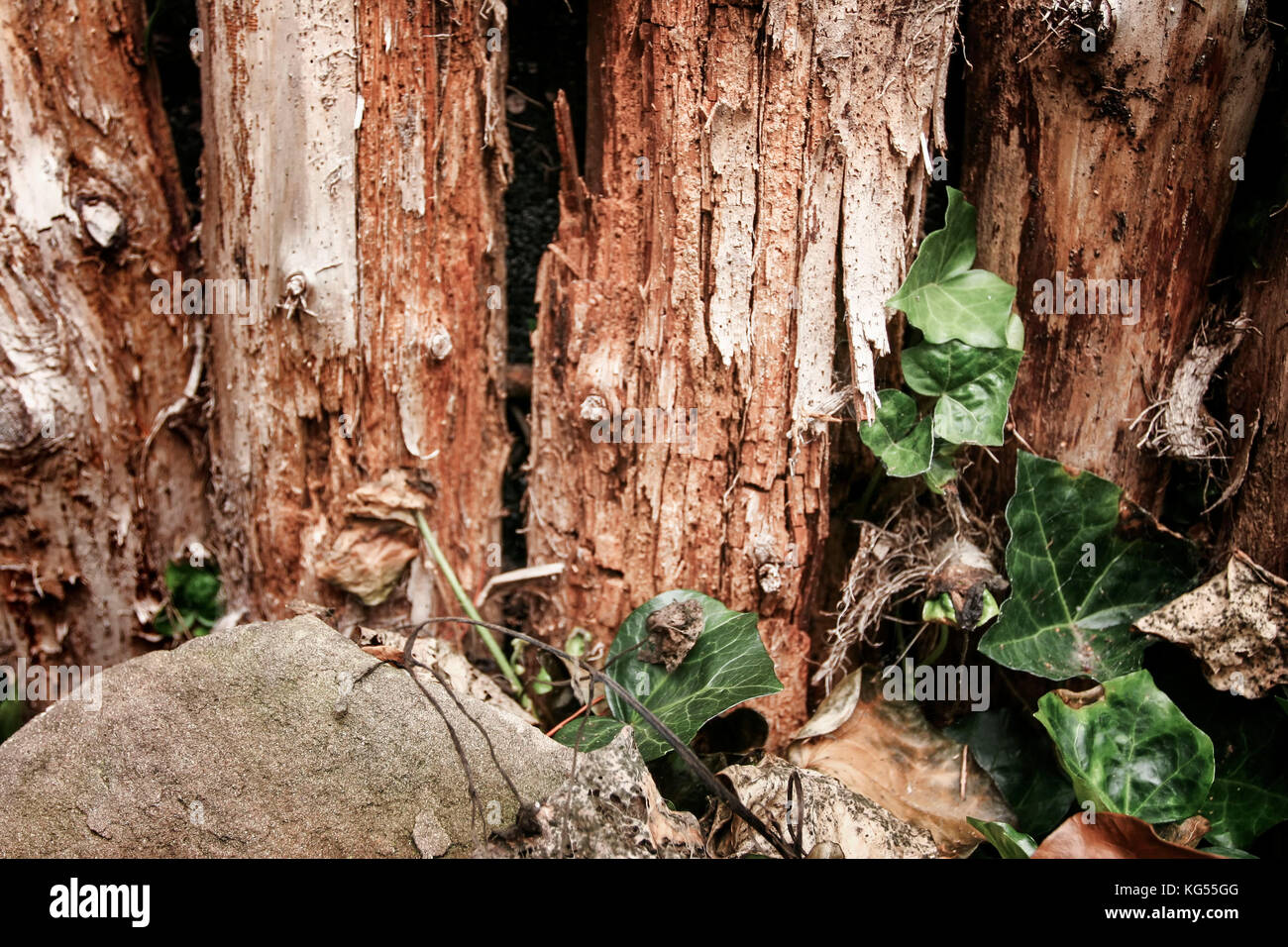 rustic logs with ivy growing through, London, England, United Kingdom ...