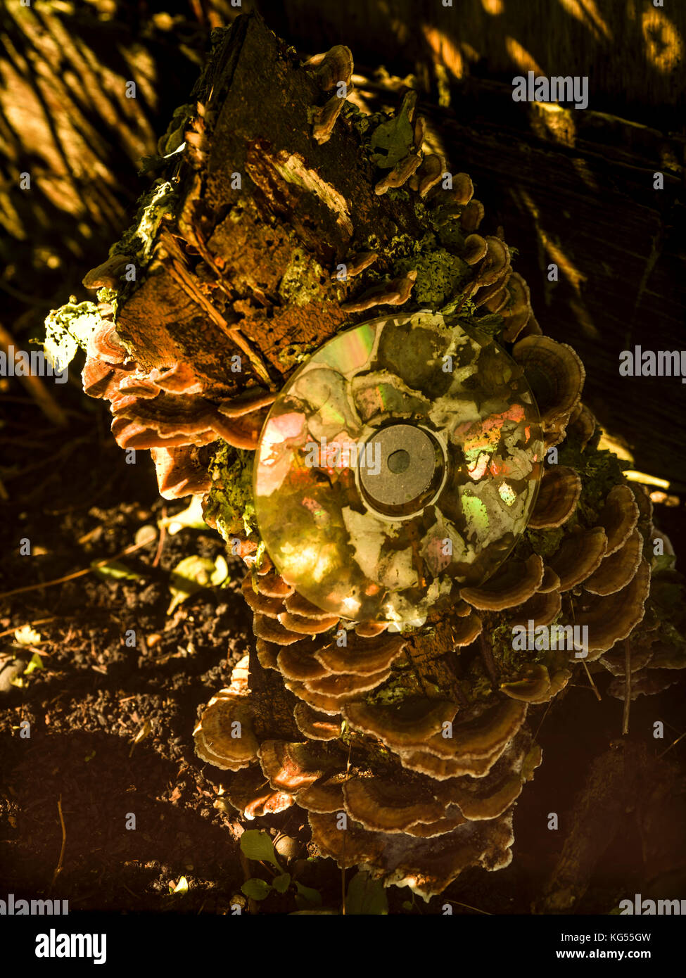 Compact disc covered in fungus on rotting tree stump, end of the line ...