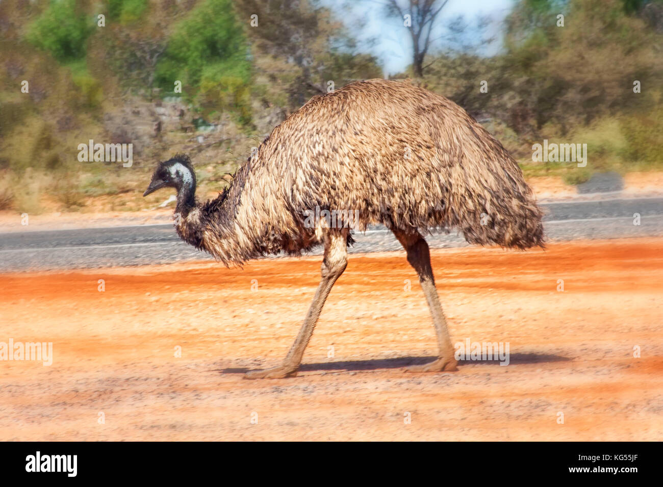 Rod hull and emu hi-res stock photography and images - Alamy