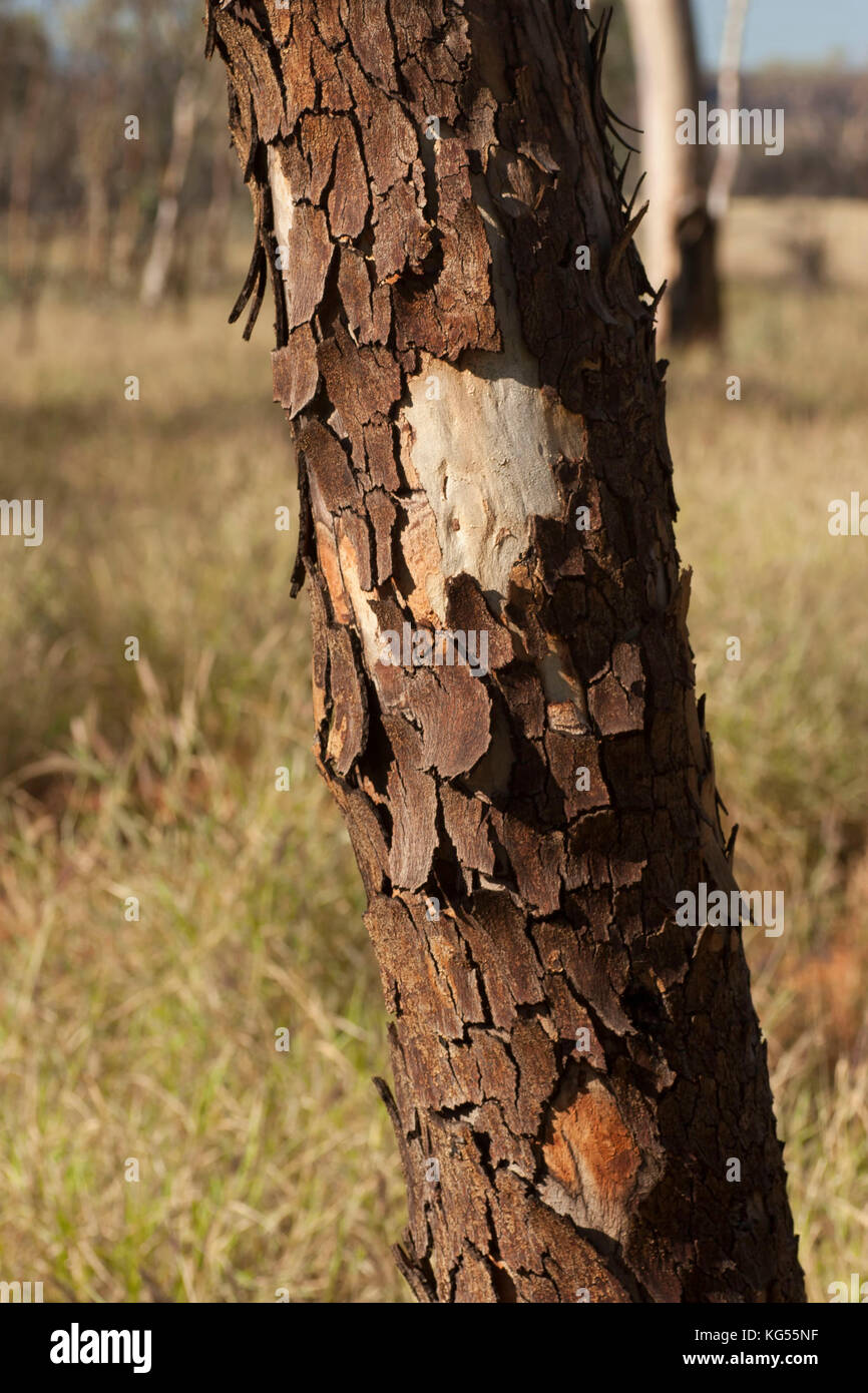 Abstract of peeling bark Stock Photo - Alamy