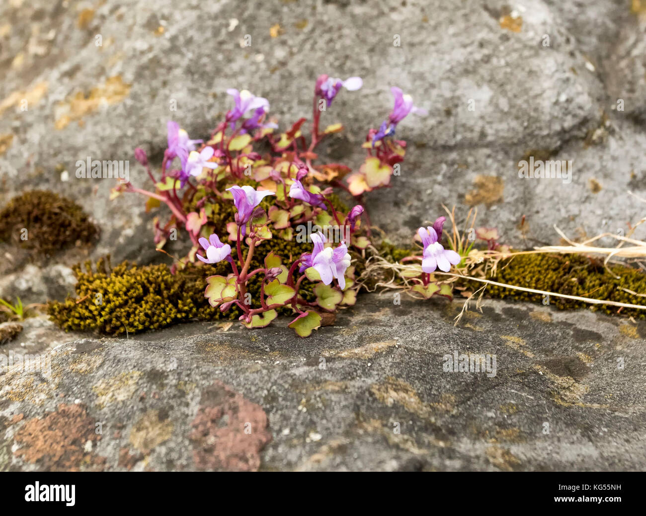 Cyclamen growing on rock ledge Paphos, Cyprus Stock Photo - Alamy