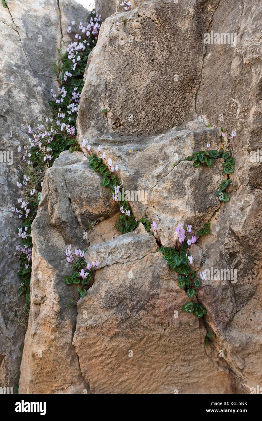 Cyclamen in rock crevices, Paphos, Cyprus Stock Photo - Alamy