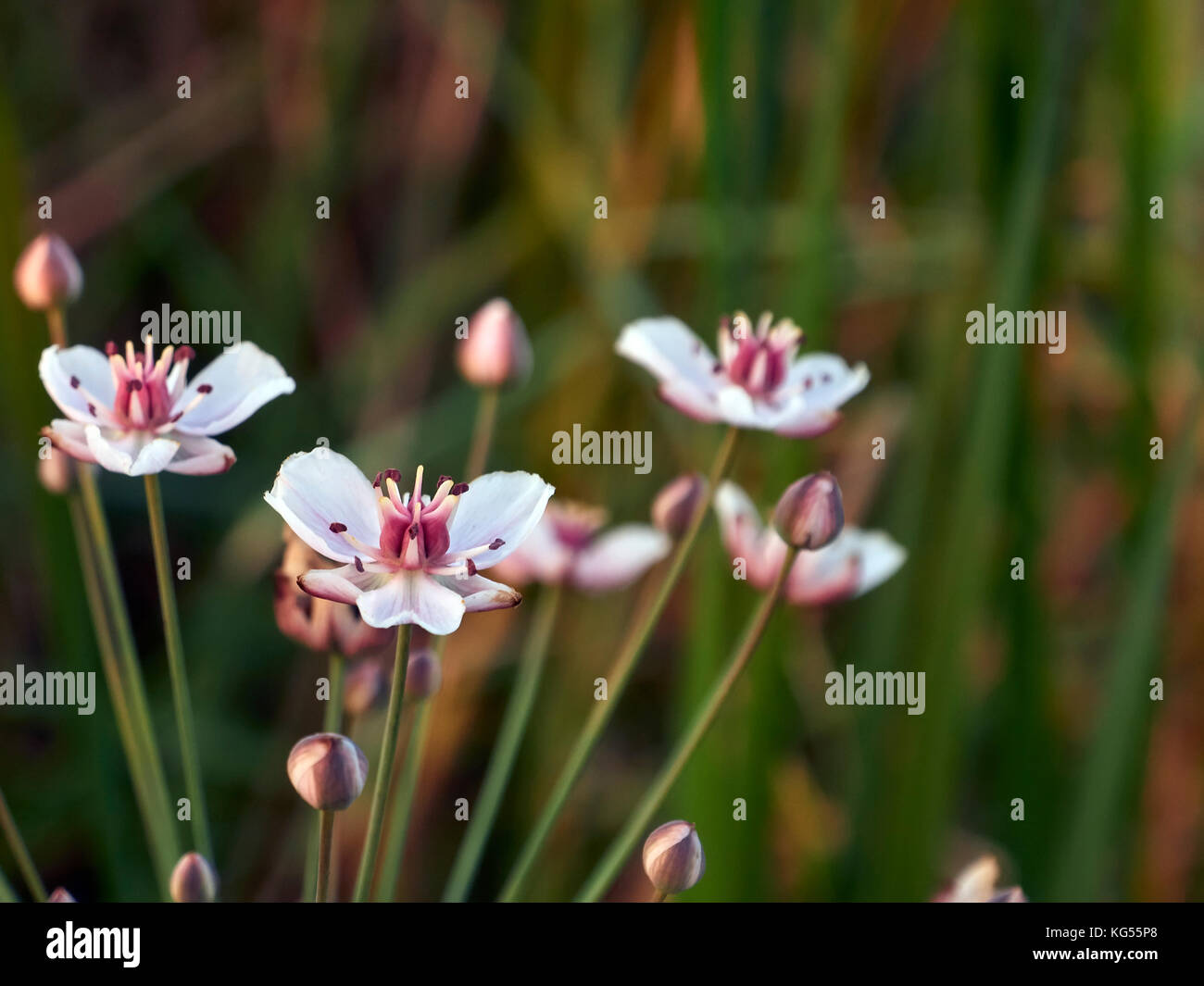 Butomus umbellatus, flowering rush or grass rush Stock Photo - Alamy