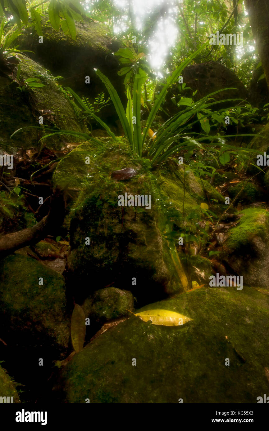 Single leaf on woodland rock, Northern Territory, Australia Stock Photo ...