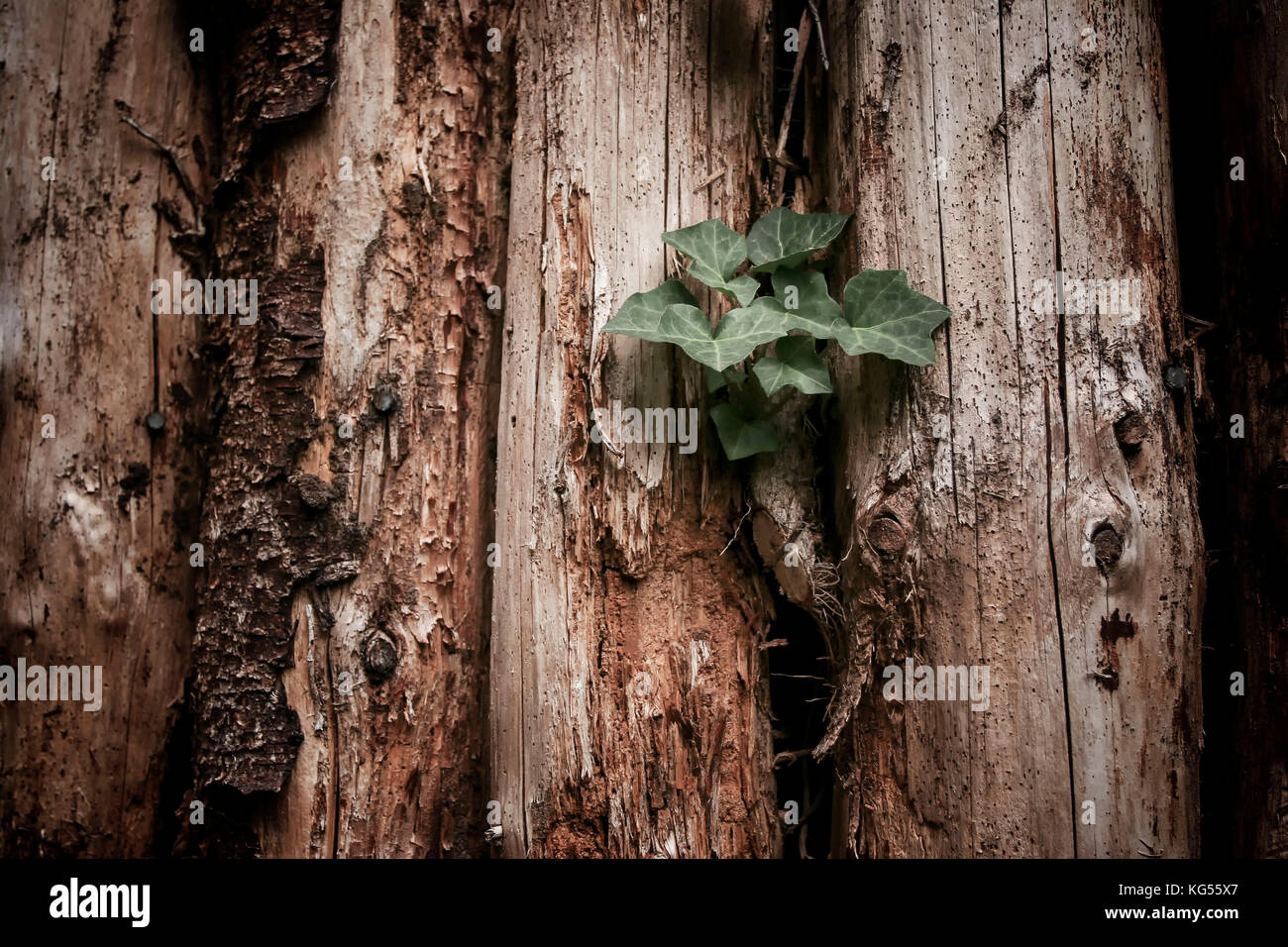Ivy growing through rustic logs, London, England, United Kingdom Stock ...