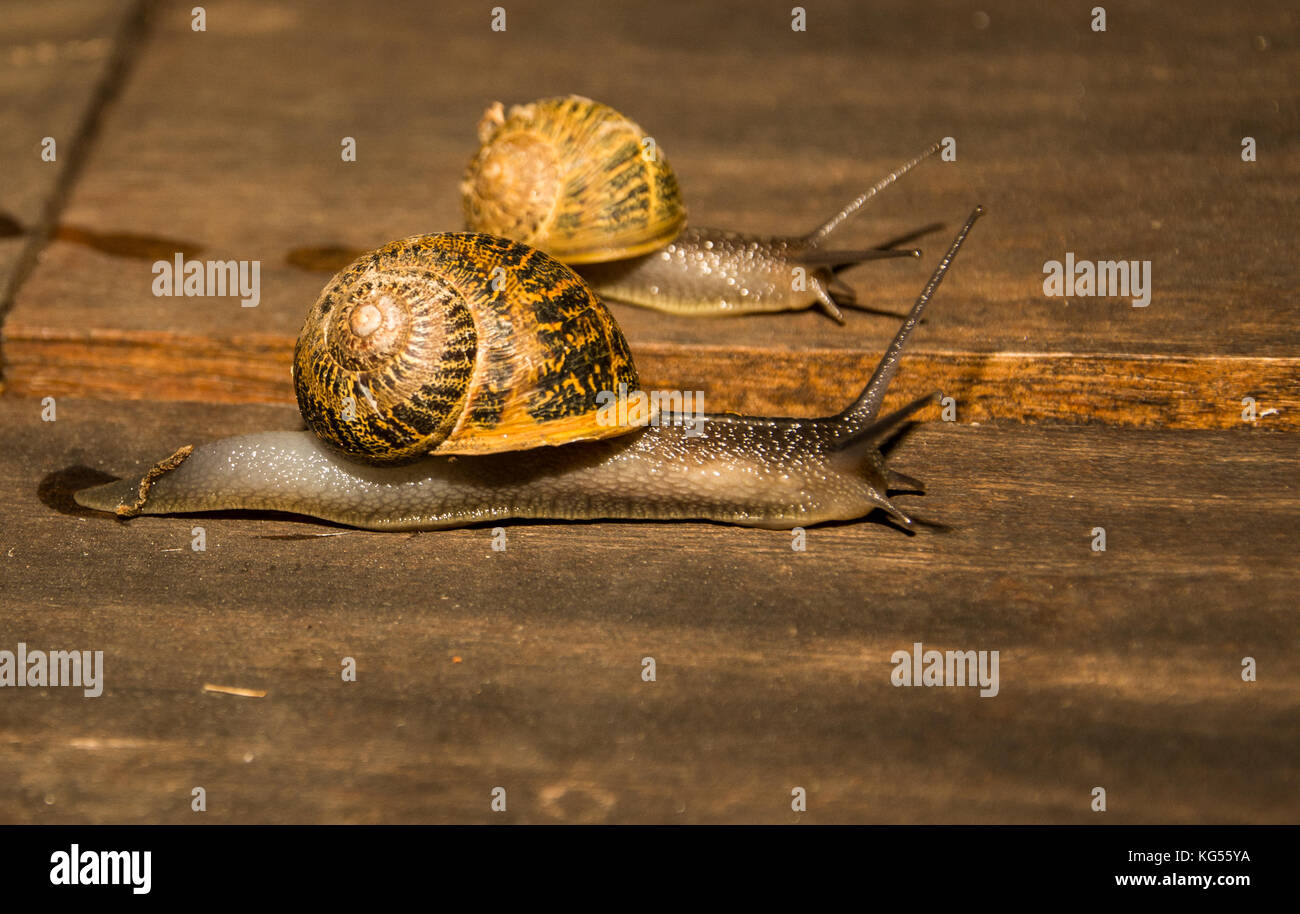 Garden snails hi-res stock photography and images - Alamy