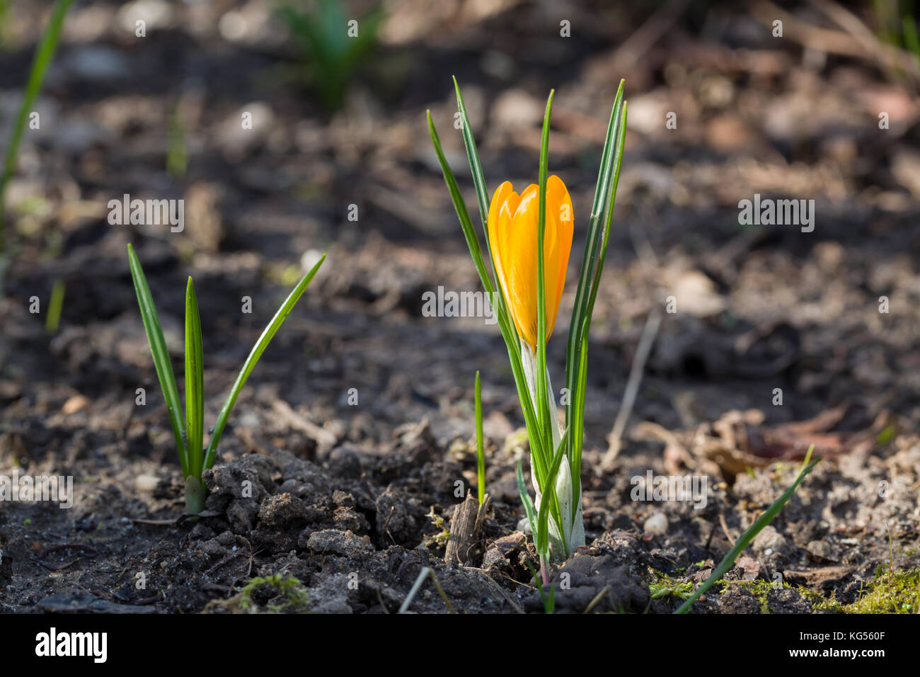 Close up of orange crocus blooming in spring with natural brown ...