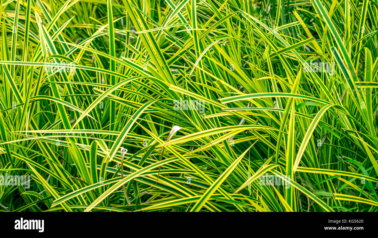 Beautiful and vibrant color of yellow stripped green grass Stock Photo ...