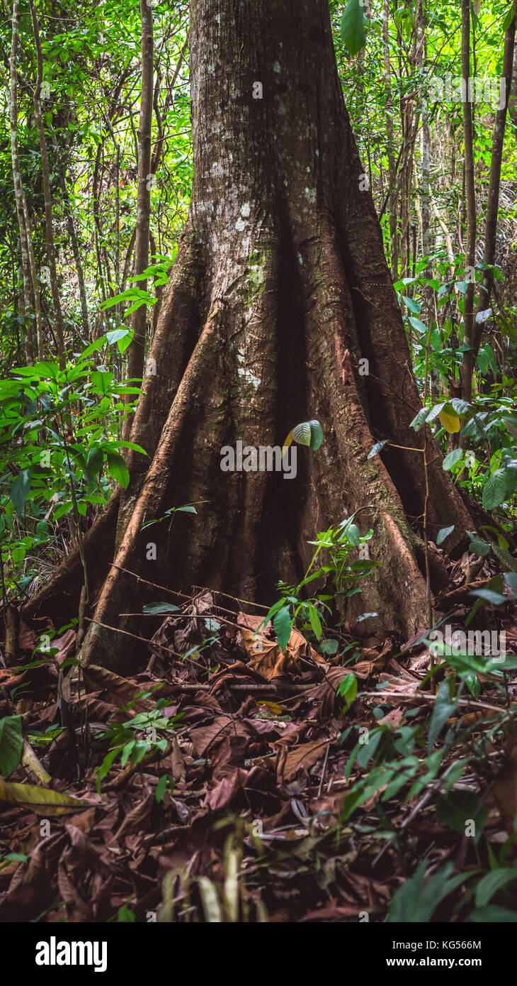 Big trunk of a tree surrounded with dense green vegetation in the ...