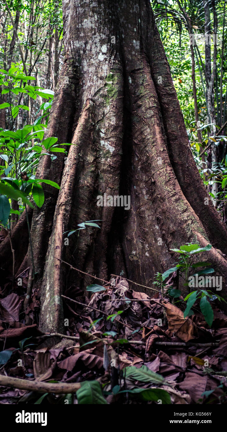 Big trunk of a tree surrounded with dense green vegetation in the ...